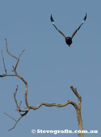 Dollarbird - Eurystomus orientalis - Stevografix